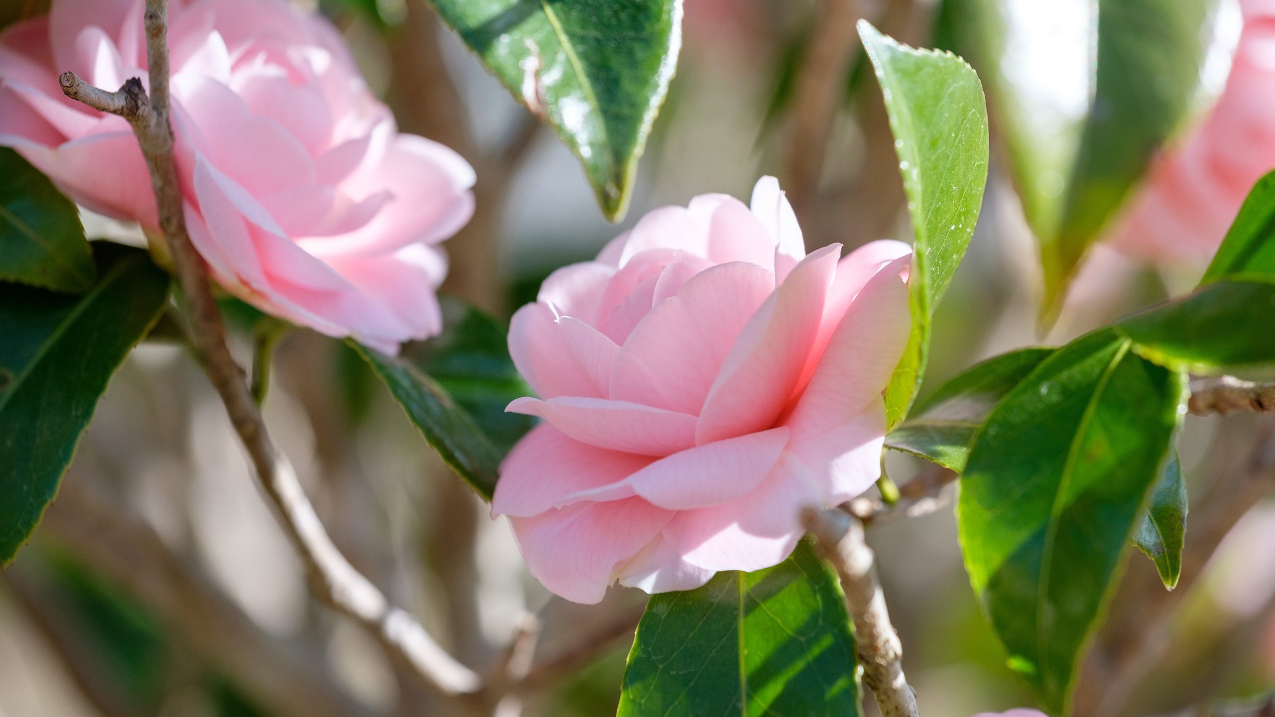 4月の写真 Vol.3（2023）｜noriko｜note