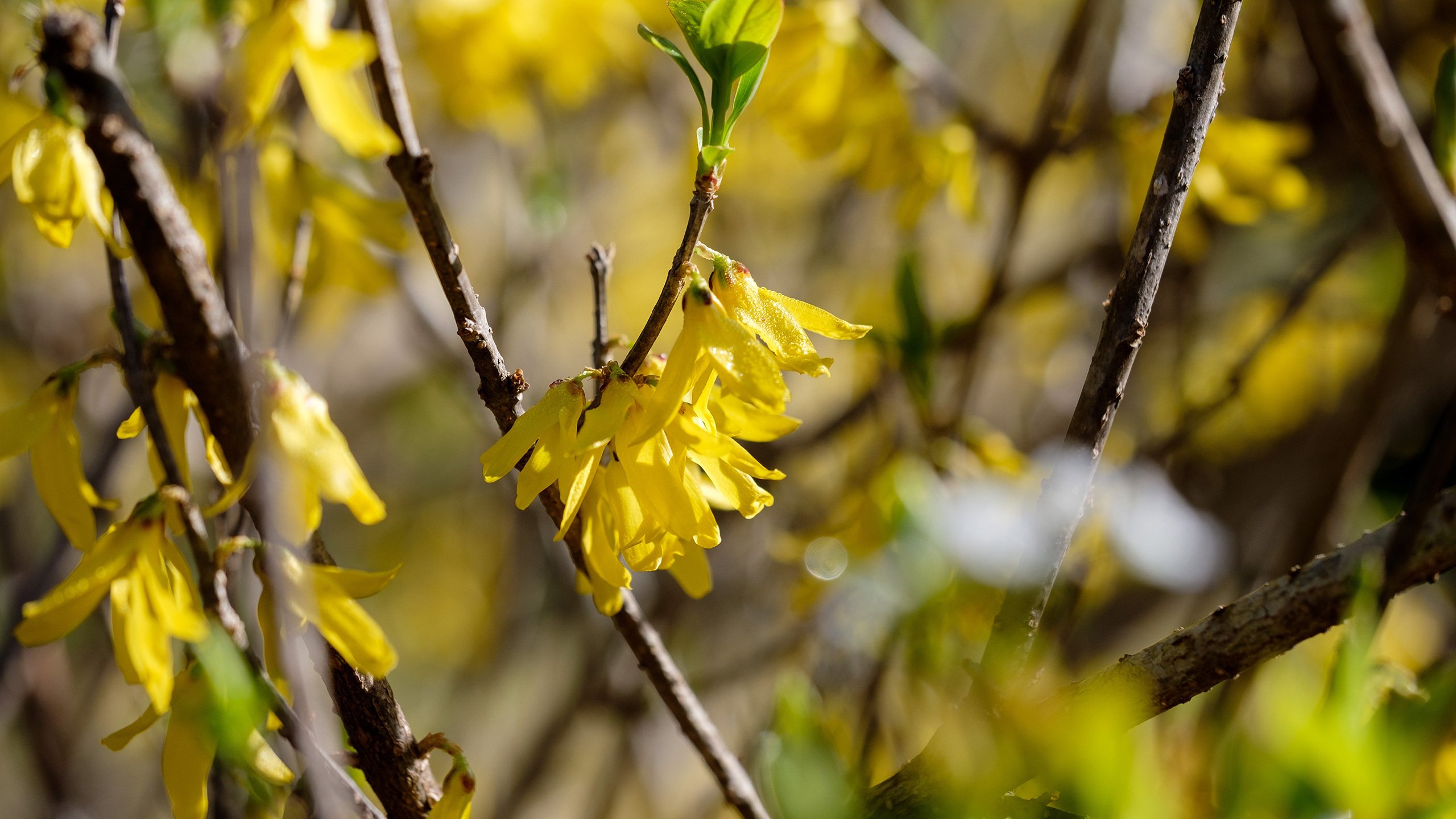 4月の写真 Vol.3（2023）｜noriko｜note