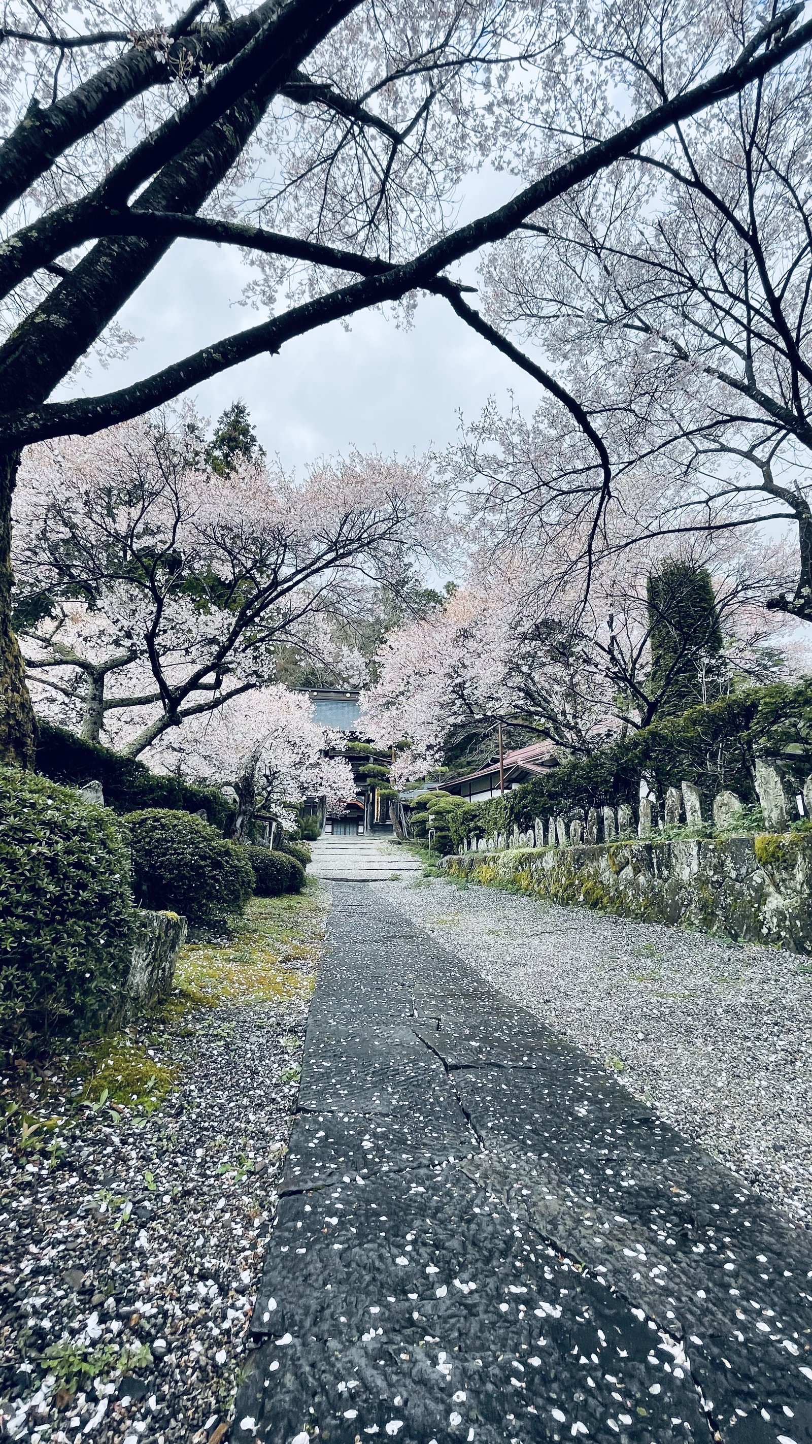 桜の徳音寺”23年｜MIKI-ISO