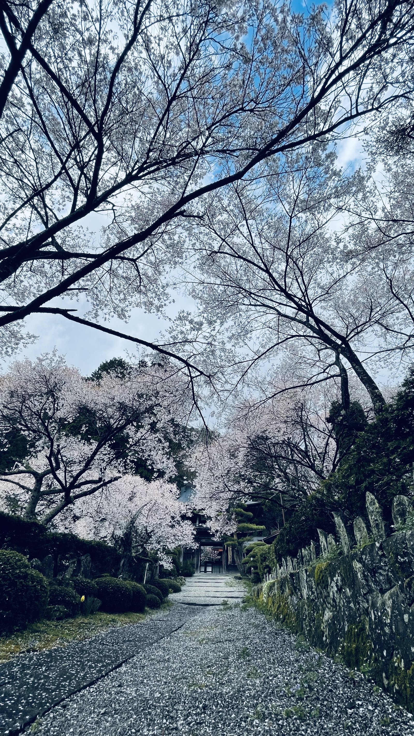 桜の徳音寺”23年｜MIKI-ISO