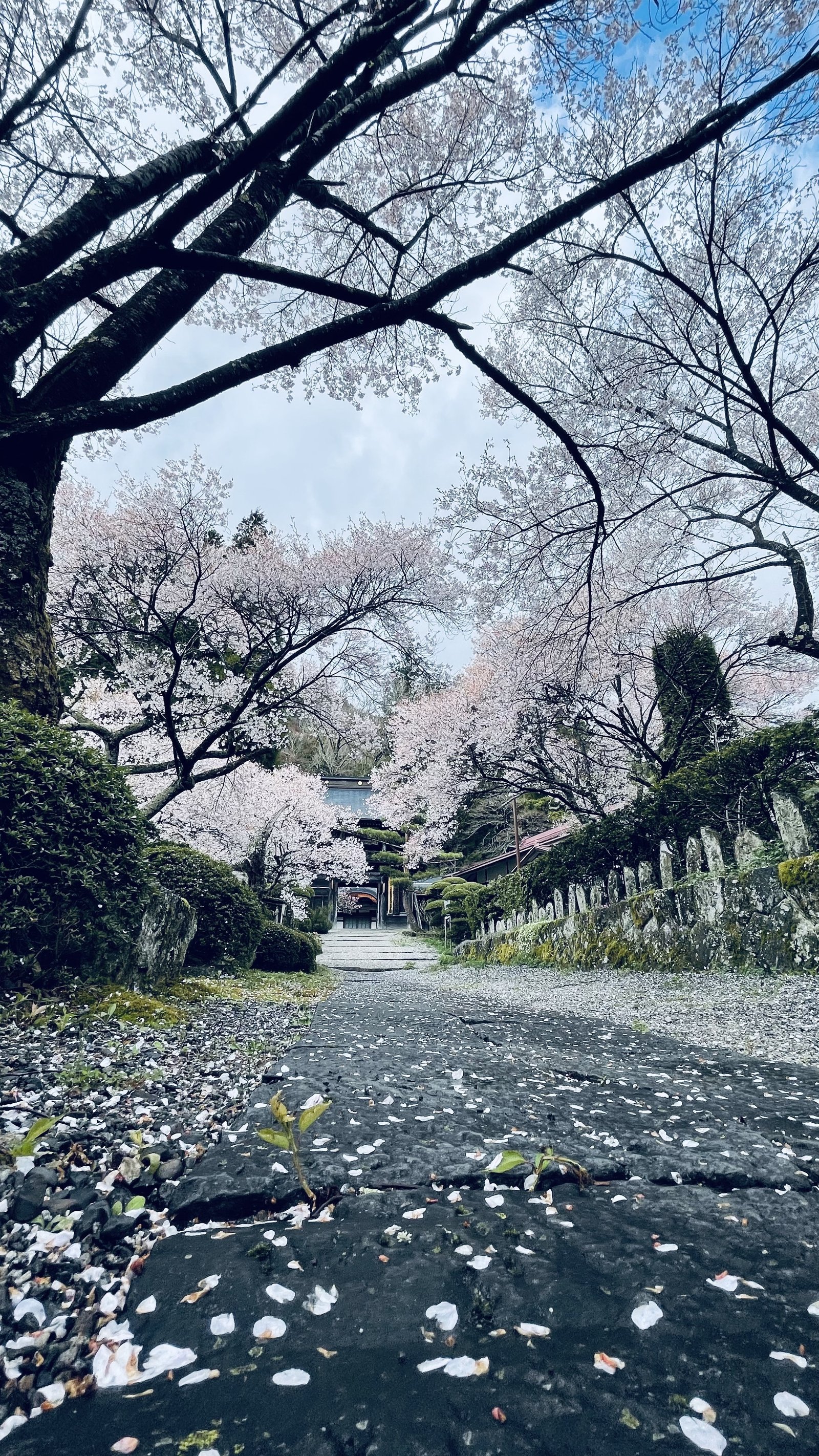 桜の徳音寺”23年｜MIKI-ISO