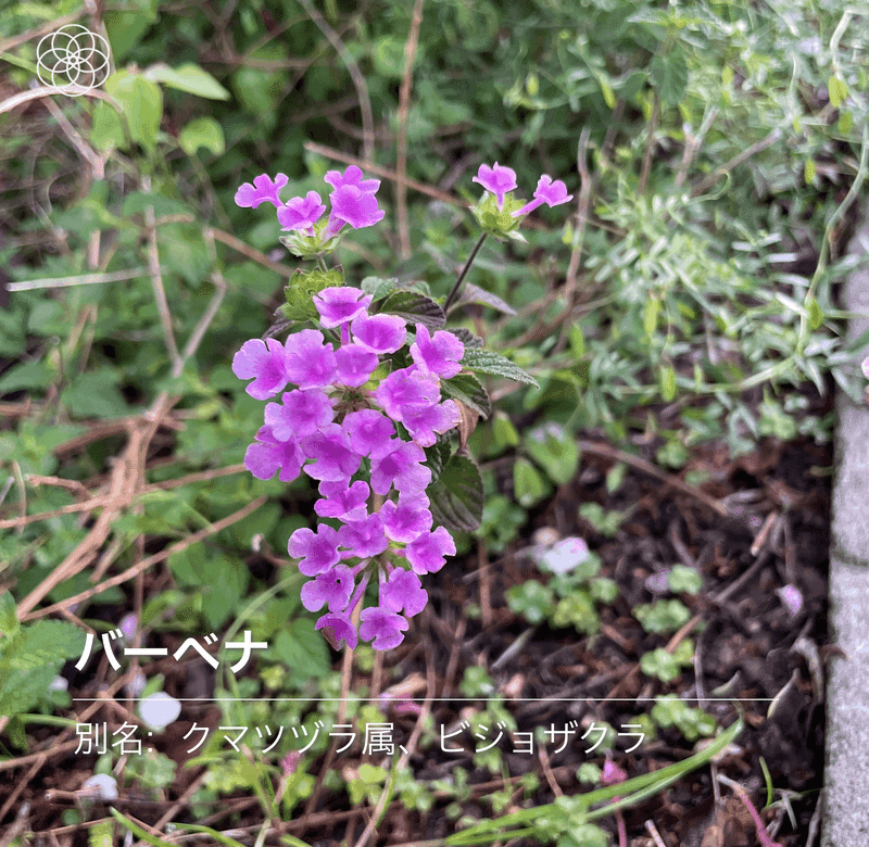 バーベナ｜Makisey｜note