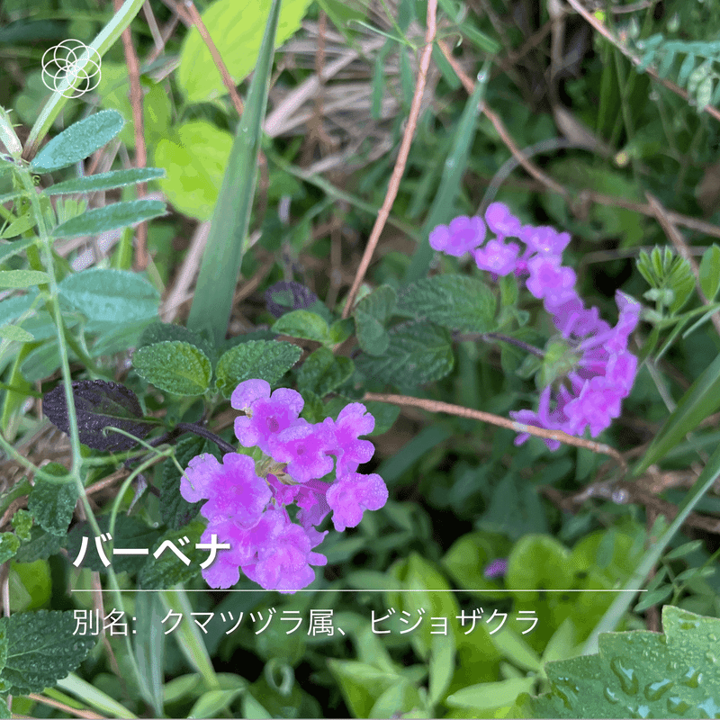 バーベナ｜Makisey｜note