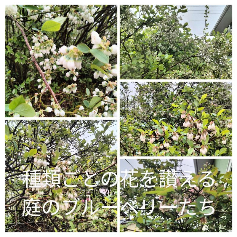 日本の春、日本人の春｜webkio