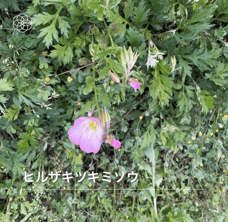 ヒルザキツキミソウ｜Makisey｜note