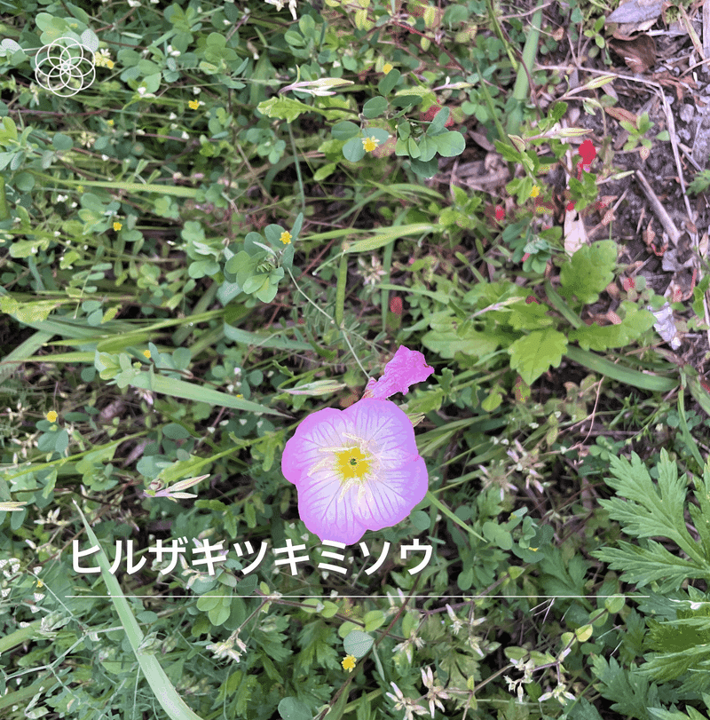 ヒルザキツキミソウ｜Makisey｜note