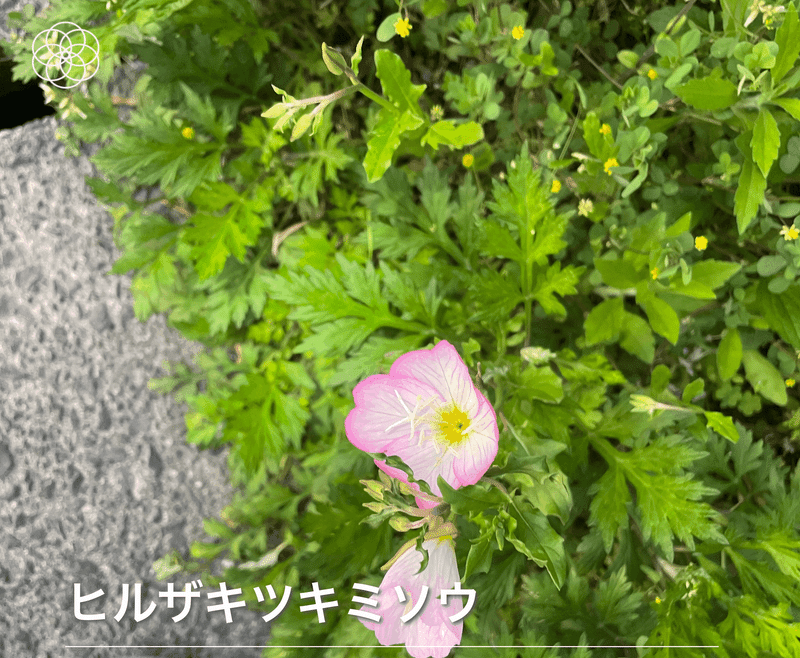ヒルザキツキミソウ｜Makisey｜note