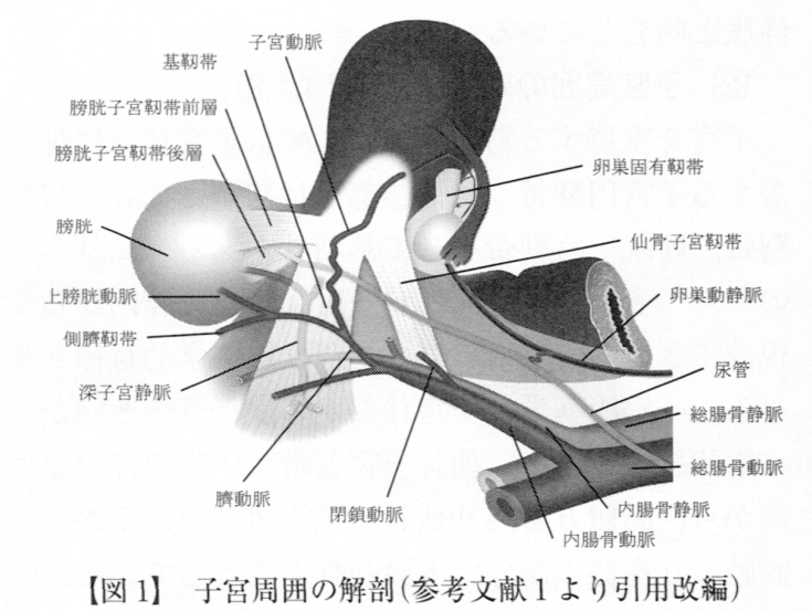 産婦人科TLHの手順｜リハ
