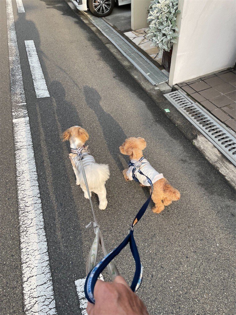 ワンワン｜Tomi｜note