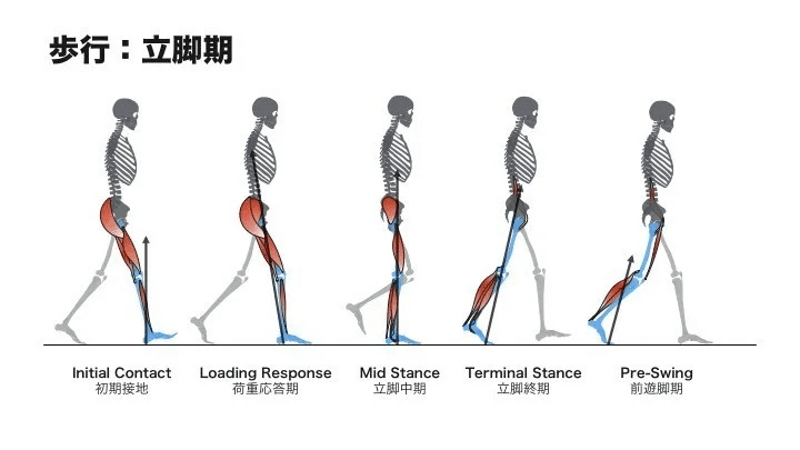 Mid Stance(立脚中期）からTerminal Stance（立脚終期）に着目せよ｜白須達也(Tatsuya Shirasu) 理学療法 ...