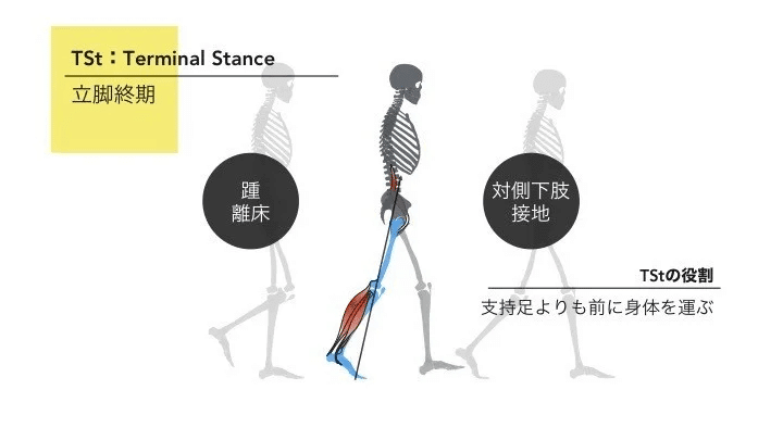 Mid Stance(立脚中期）からTerminal Stance（立脚終期）に着目せよ｜白須達也(Tatsuya Shirasu) 理学療法 ...
