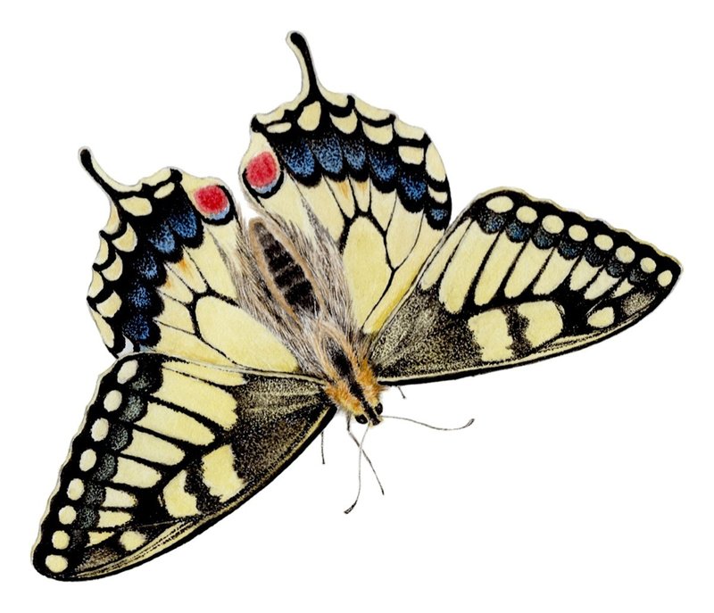 キアゲハ｜Hinata｜note