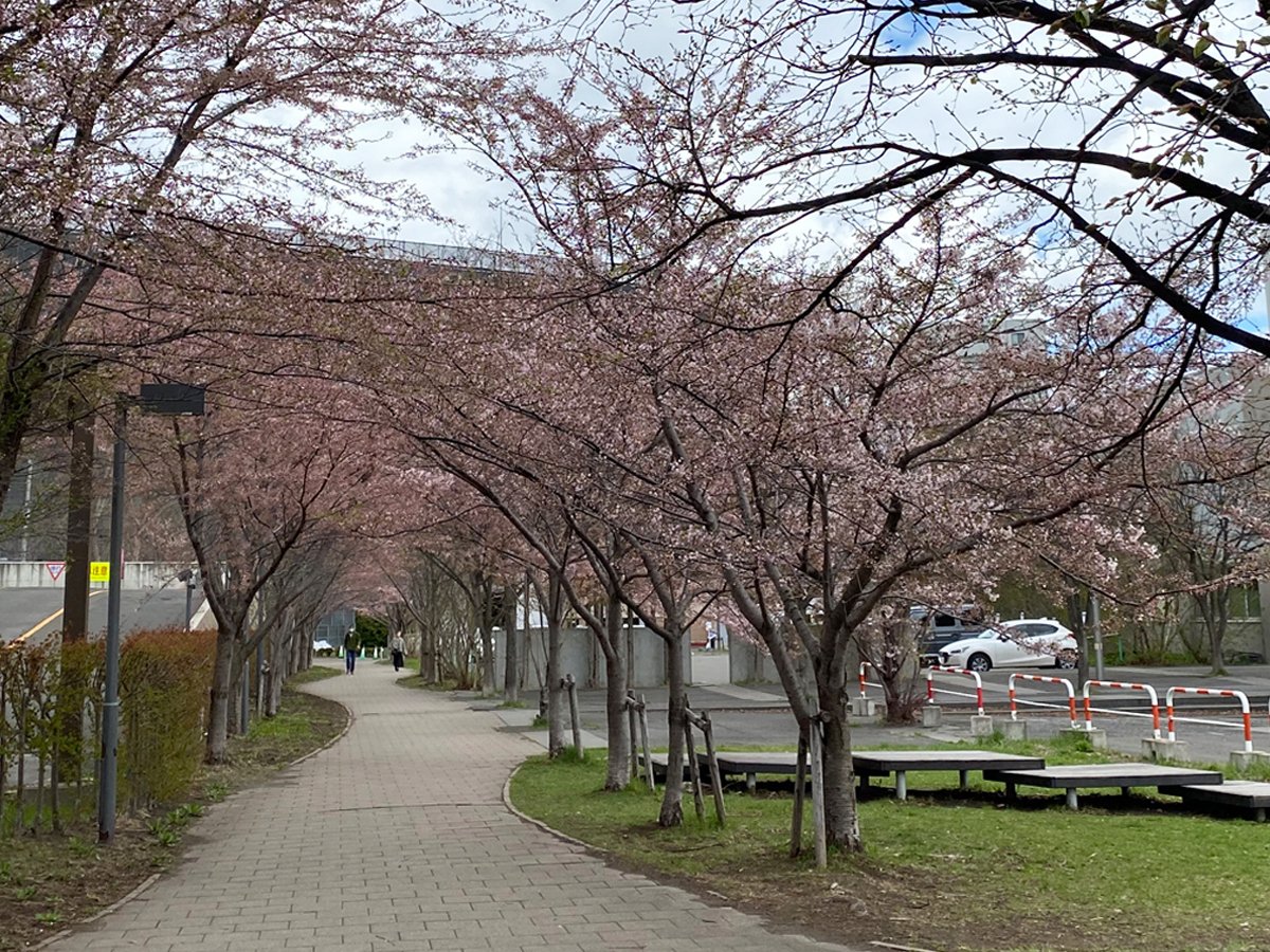 今日の春空。｜まさ / Atelier Masa｜note