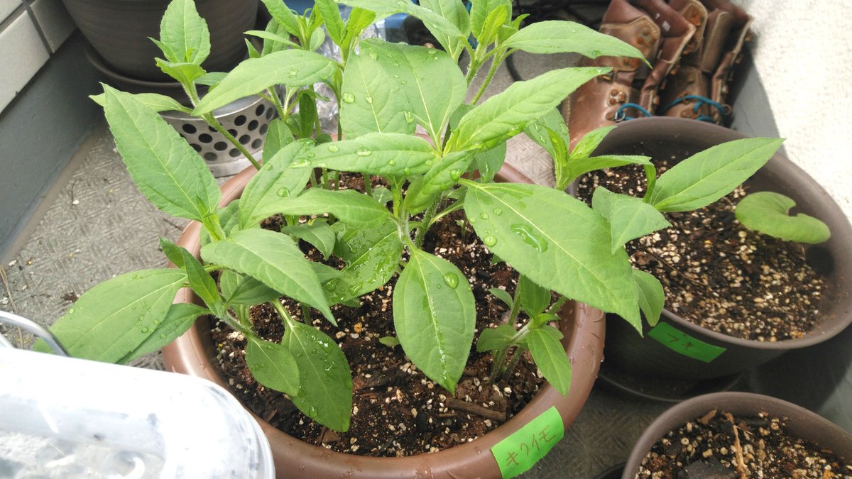 まいばすけっとが意外にも優秀な件｜Yossy Sato