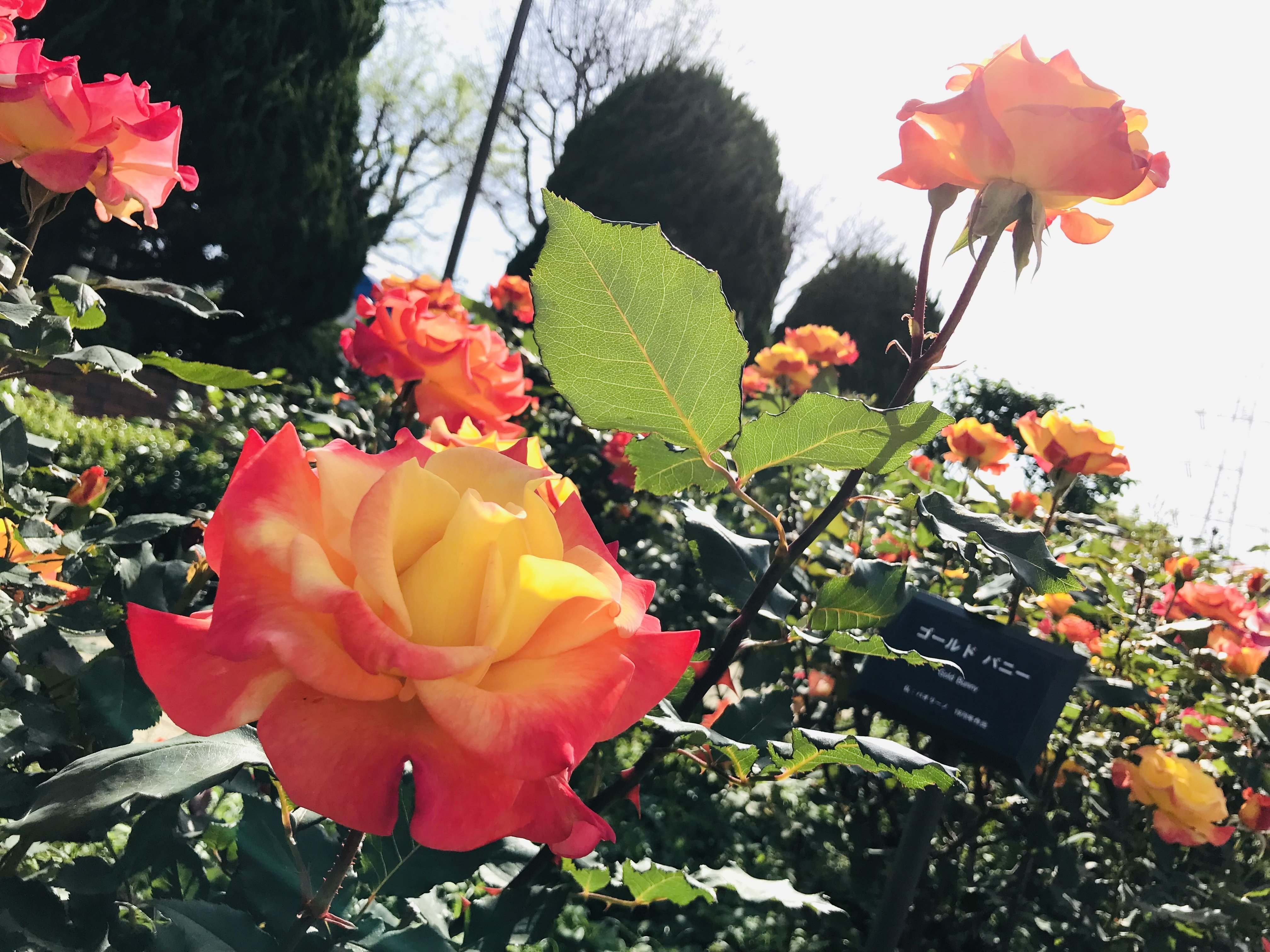 そんな一枚のつぶやき〜薔薇の花〜｜koro｜note 