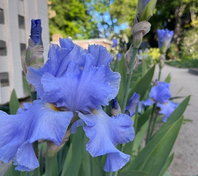 【今が旬】テック企業幹部も住むエリアにあるガーデンに咲くアイリス｜Seika_USA