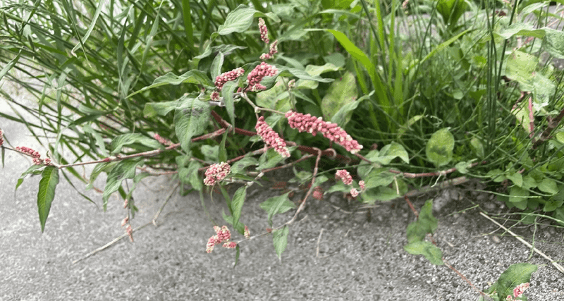 ハルタデ｜Makisey｜note