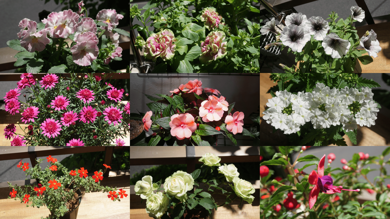 ベランダの四季230429｜やまぐち修