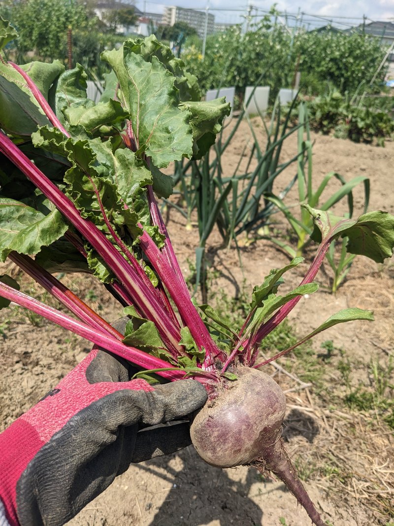 畑で育てたビーツで作ったマフィン｜miki｜note