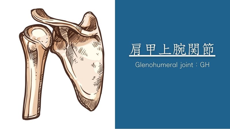 ”スイミング”の徹底解剖｜Synergist lab.