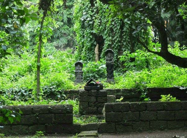 "カーヴ" (Kaavu) - 神聖な木立を追求すること｜デワセナ
