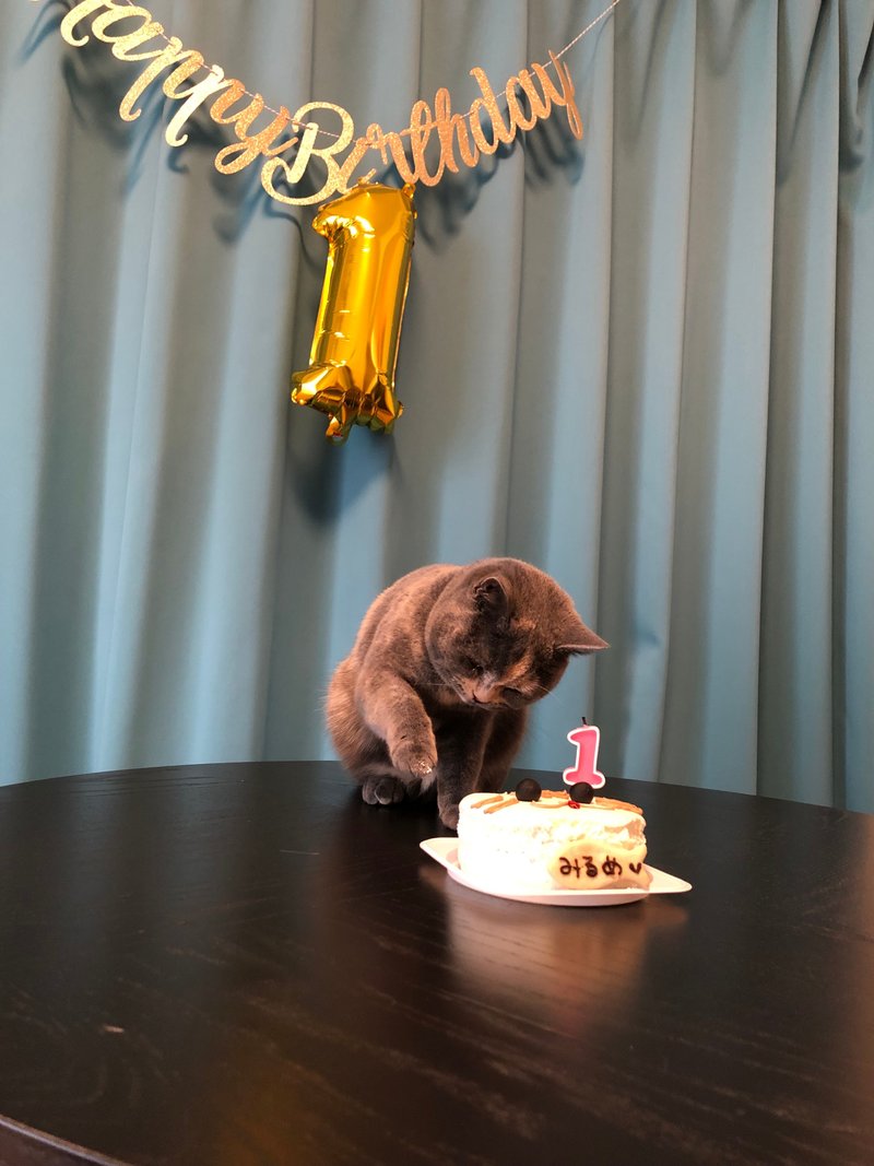 祝。1歳になりました。｜minzaburou
