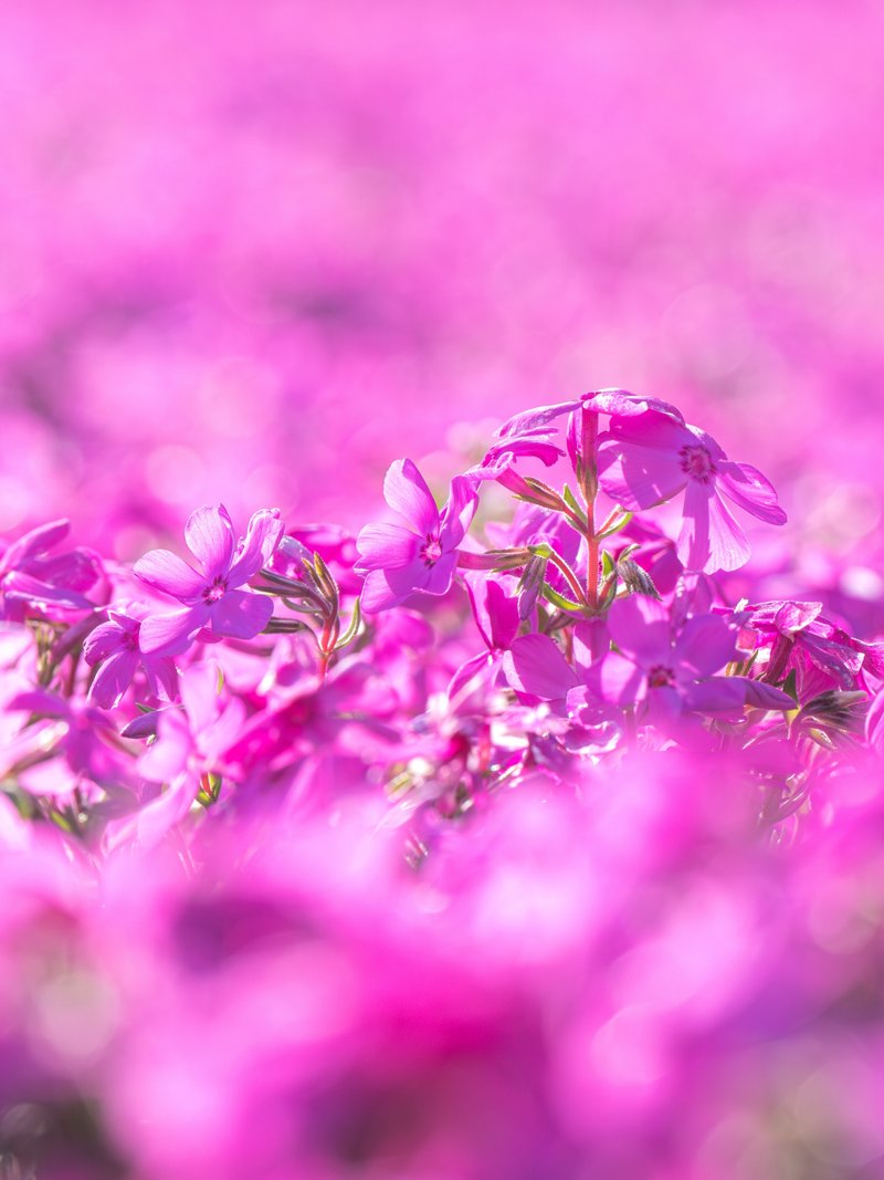 芝桜の世界｜TAKU