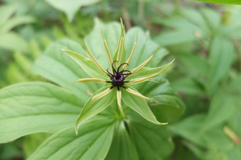 クルマバツクバネソウ ＃函館山の花 -Supring,2023｜Yosuke Enomoto