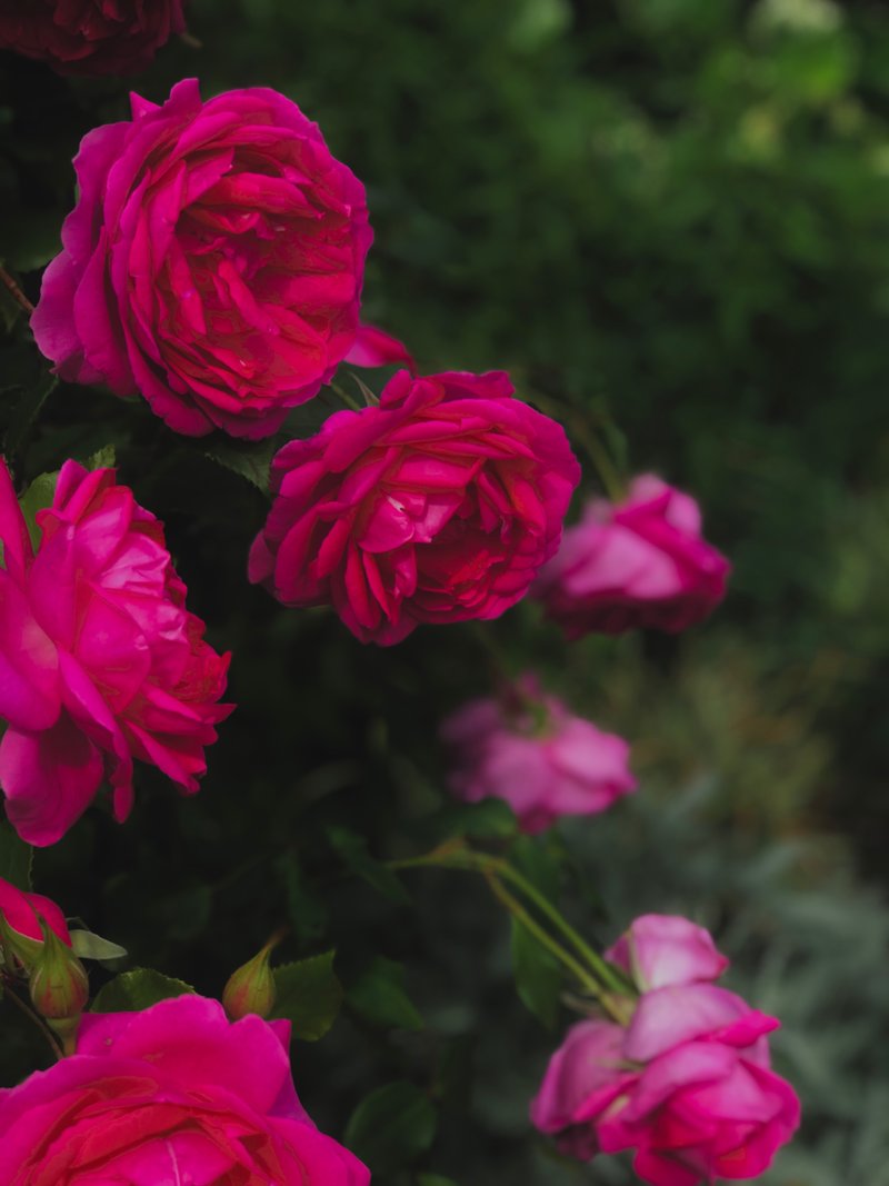 モニターは受付終了しました｜Yoshie / Petit Lapin