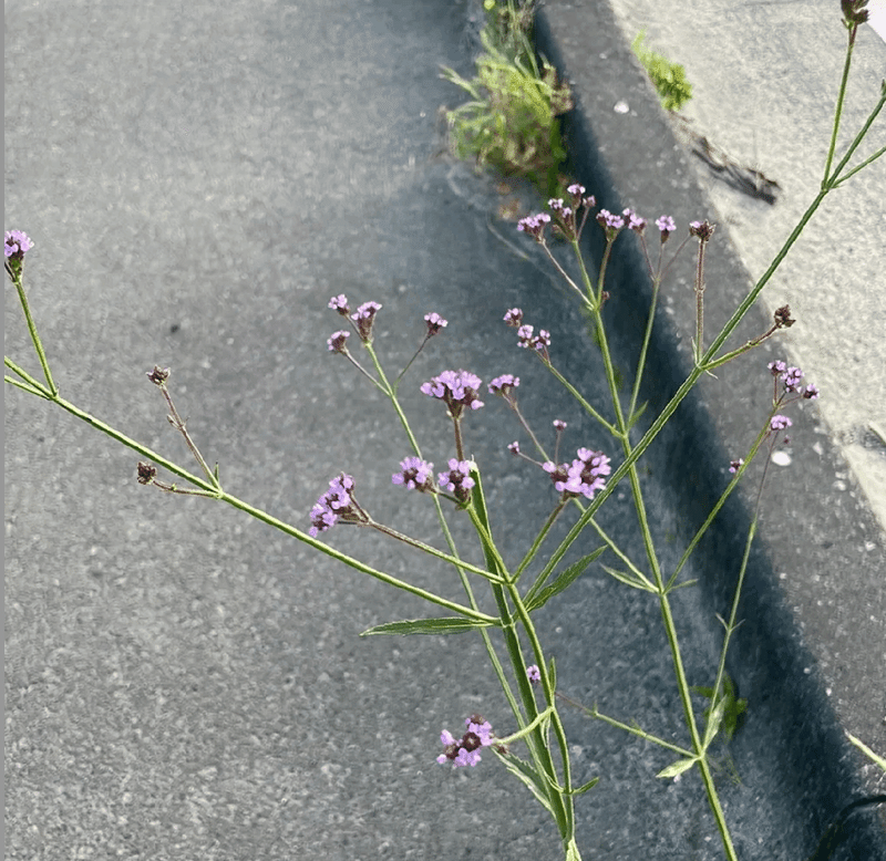 アレチハナガサ｜Makisey