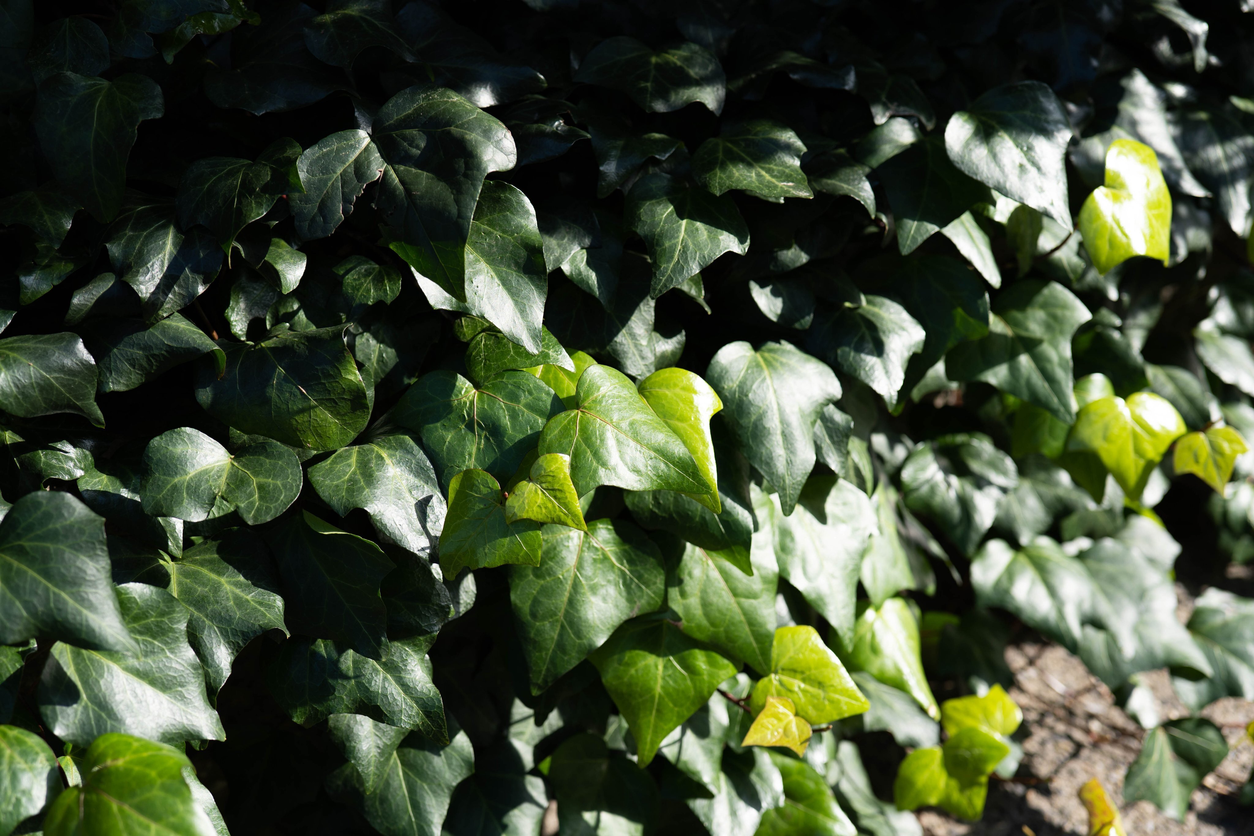 毎日使うたびにハマっていく「一眼レフ」｜Koki/ Video creator