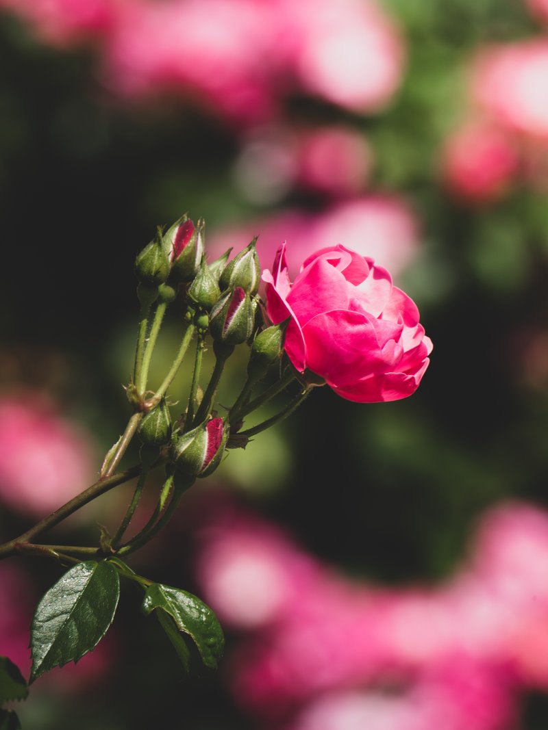 綻ぶ蕾と薔薇｜Takuya