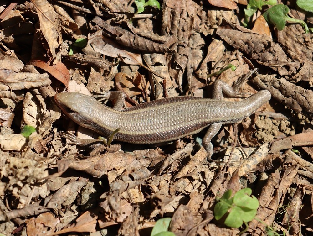 【庭】ニホントカゲ｜芝田文乃