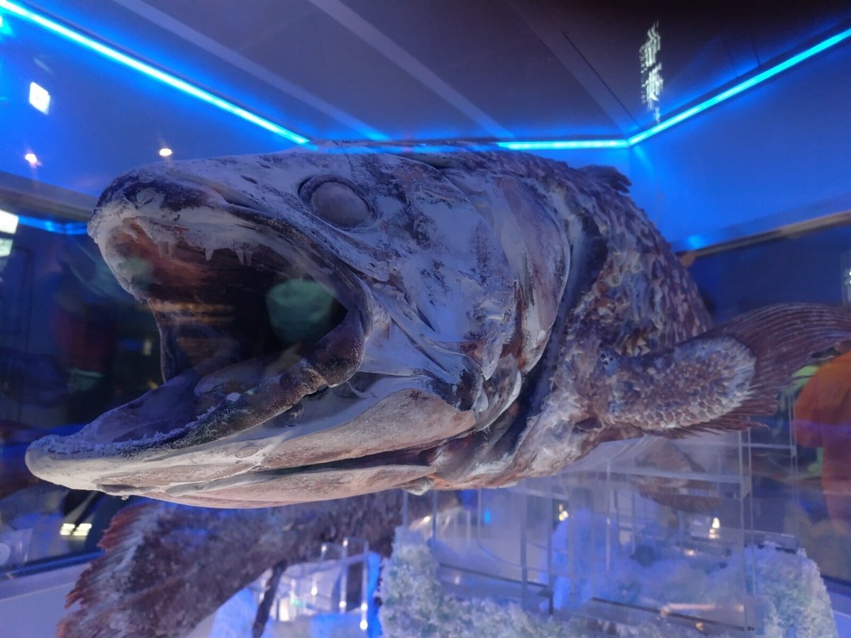 沼津港深海水族館と雨の静岡観光｜ミ～ア