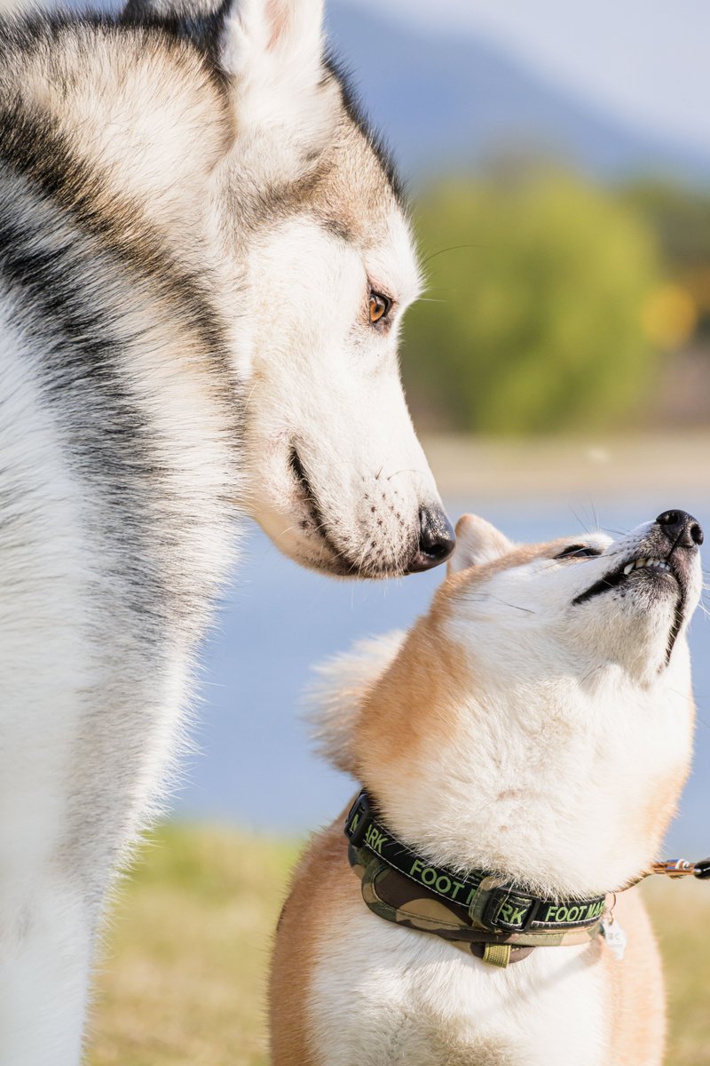 Z8発表から「揺れる想い」でした。｜005 akkiy