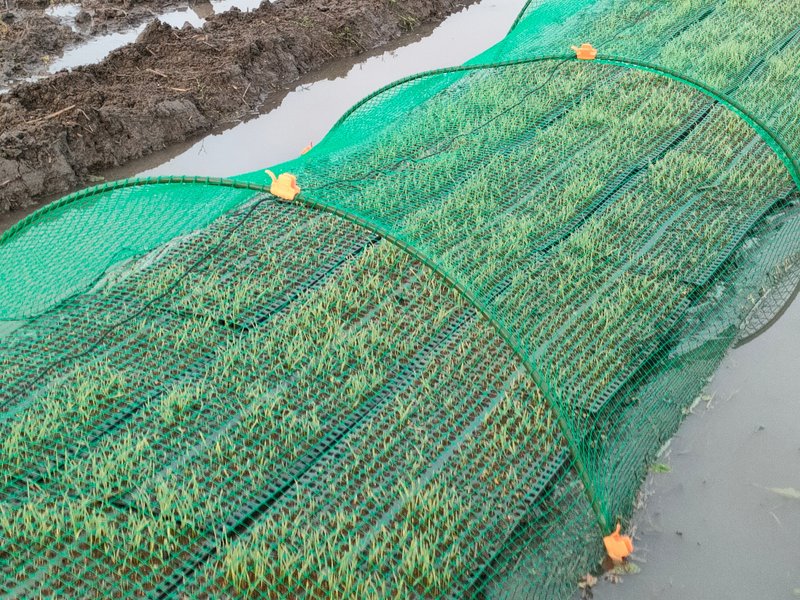 田んぼの苗｜shanthi-usui