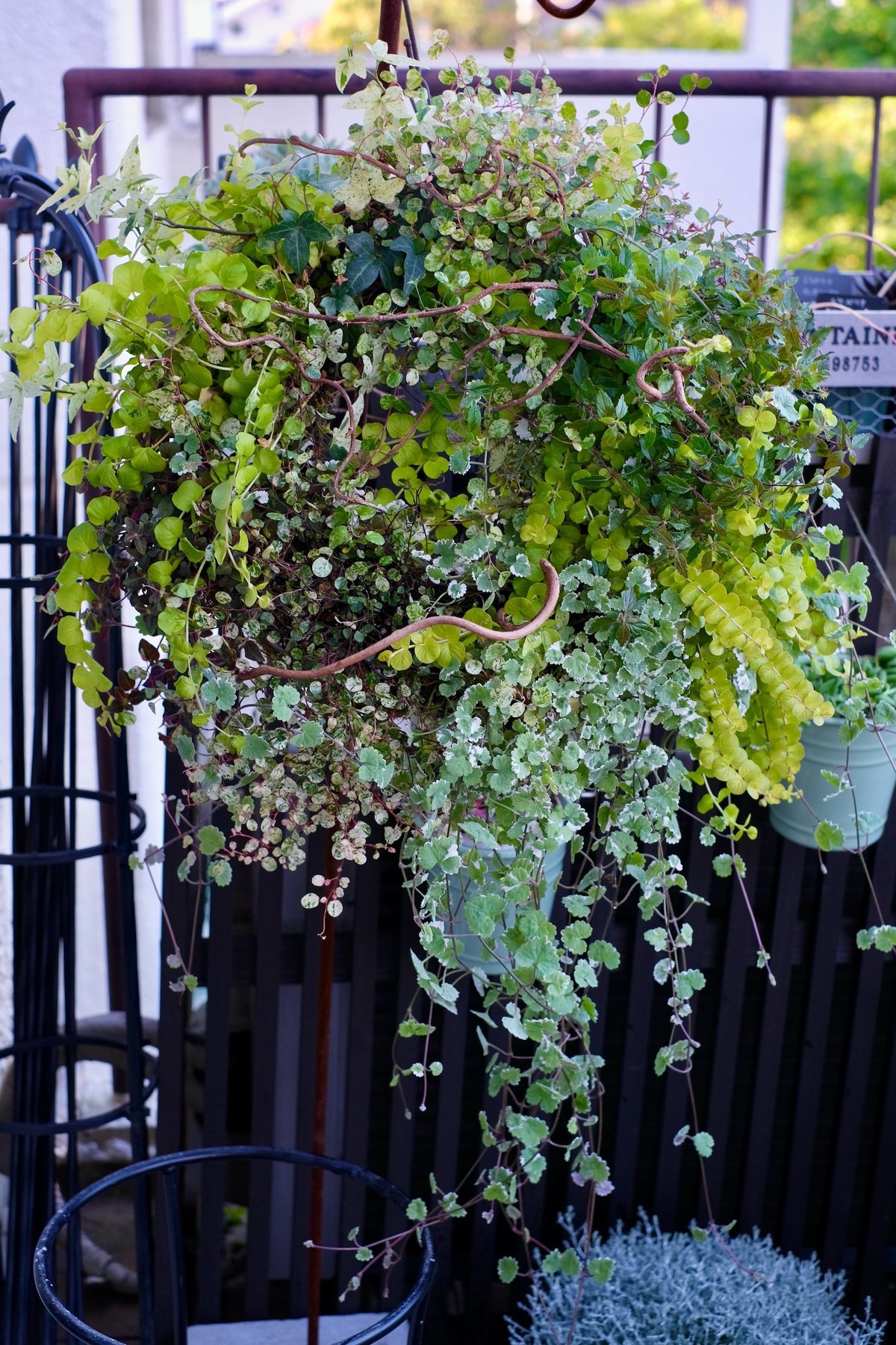 コンテナガーデンの愉しみ｜季節花人 | Shoko Kondo