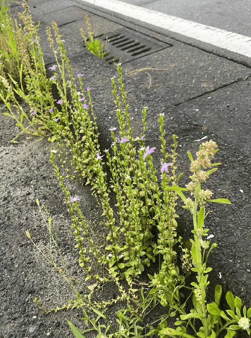 キキョウソウ｜Makisey