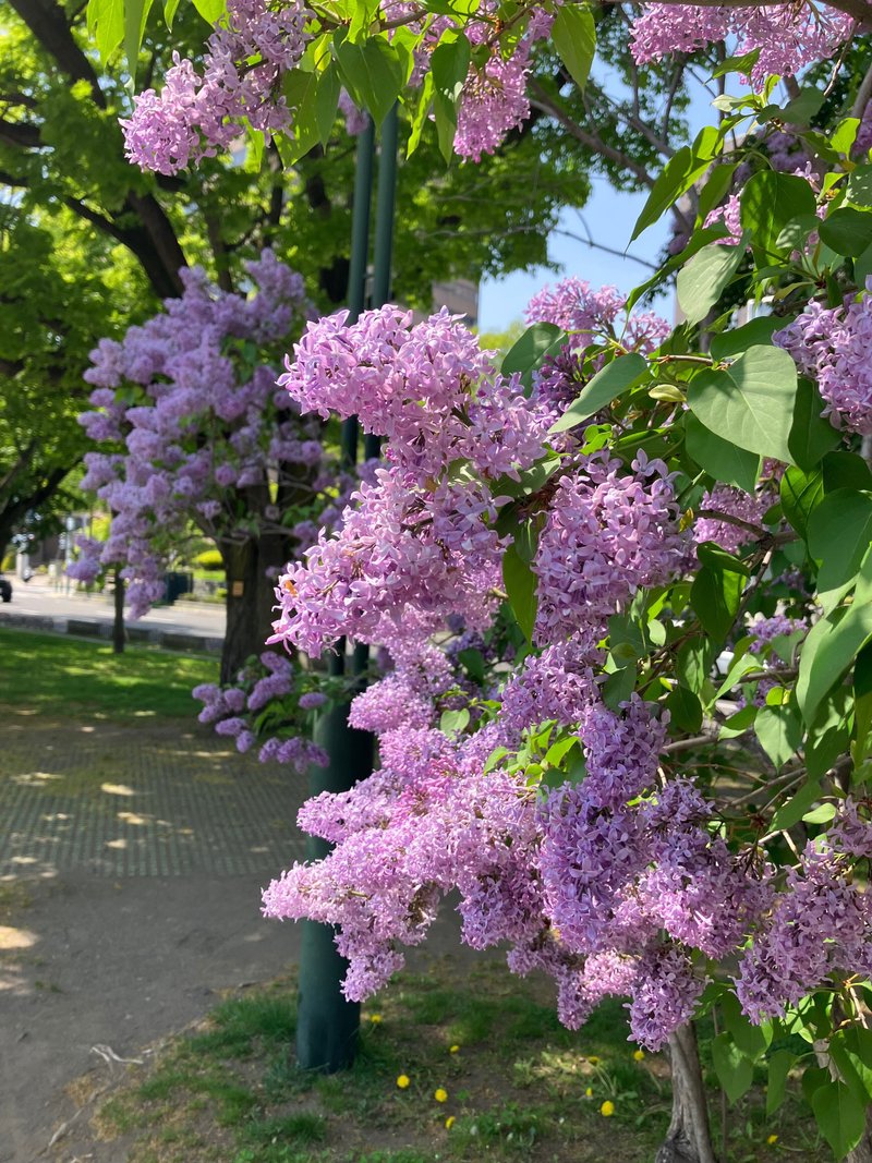 元道職員SOGIハラ訴訟 第8回口頭弁論期日について 2023.5.17 15:30-｜社会福祉士 佐々木カヲル（さっぽろ南後見事務所アドけん）