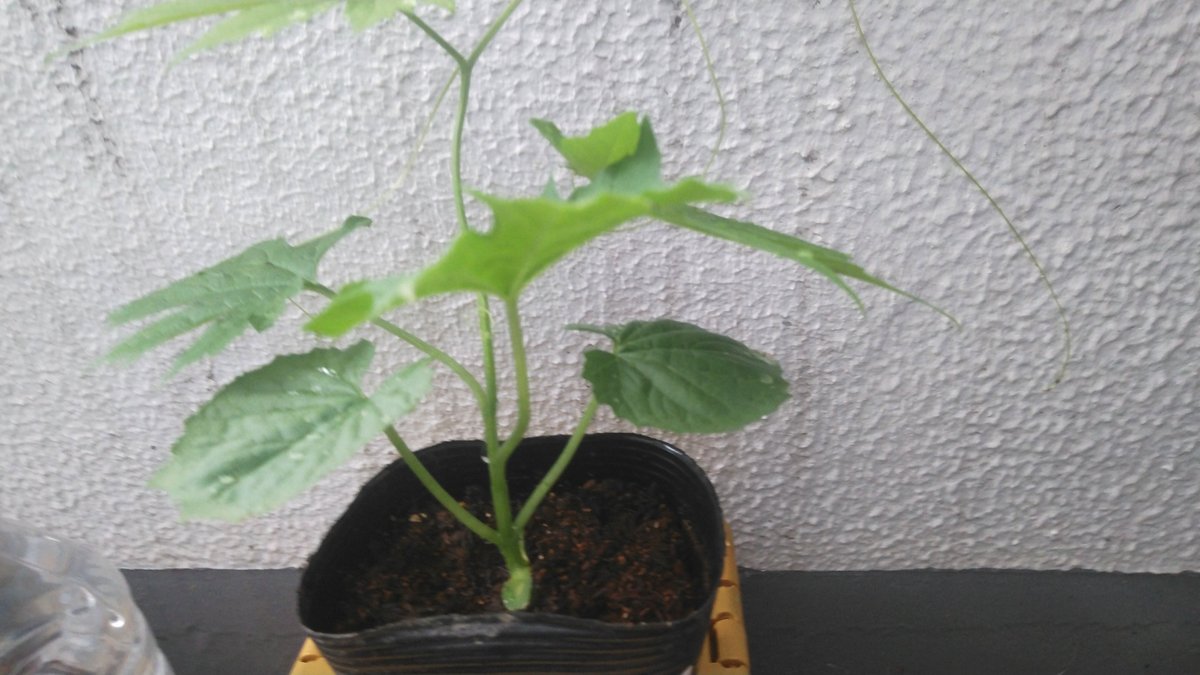 リニューアルした金沢水際線緑地（旧福浦岸壁）の釣行｜Yossy Sato