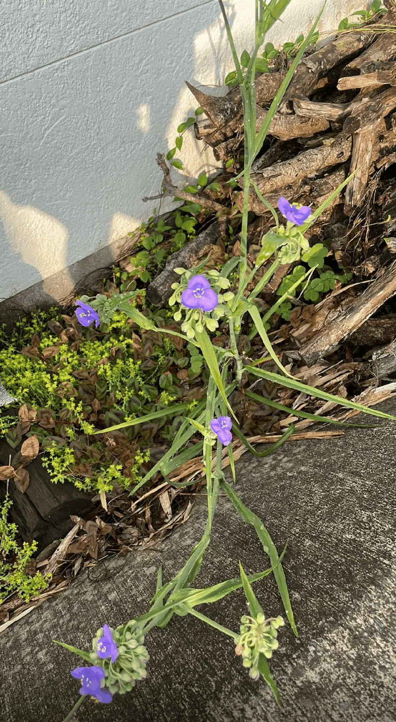 ムラサキツユクサ｜Makisey