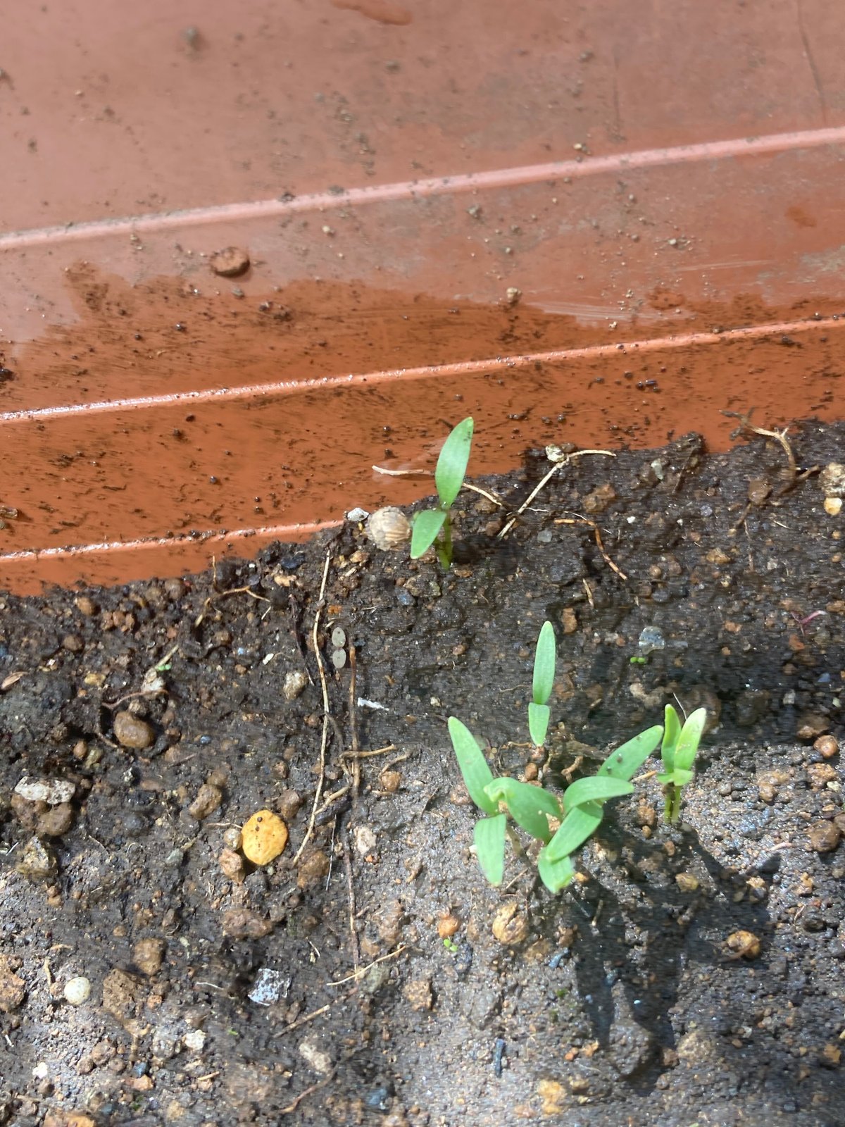 芽がでてきました。｜Kooooo