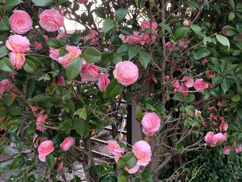 〇今週のGochara／インド占星術Jyotishでのトランジット〇｜Kotama 潤子