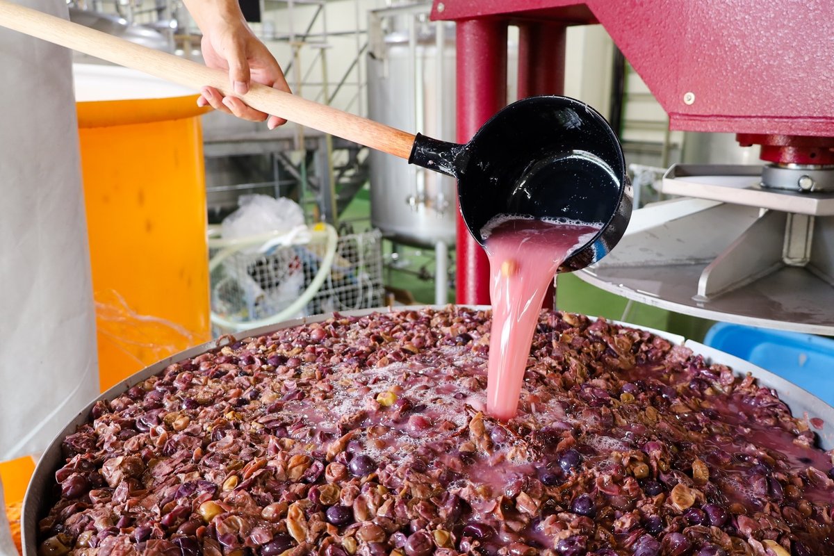 豪雨の収穫から、初めてのワインができるまで｜阪本開 | SHINDO WINES