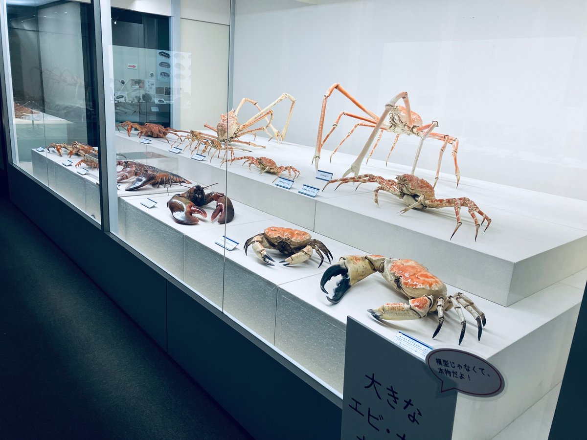 #20230527 仏の笑顔でCQを叫ぶ鬼｜SUUA-SAN