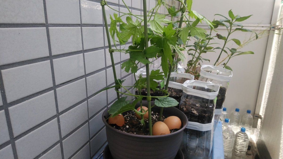 麹菌の驚くべき働き｜Yossy Sato