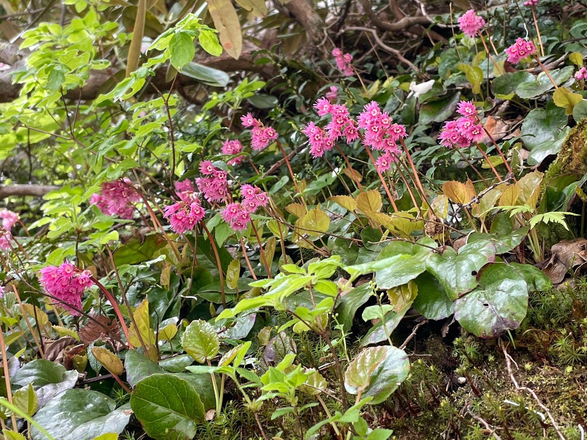 上高地に咲く花｜Cressonboy