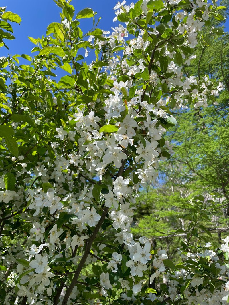 上高地に咲く花｜Cressonboy