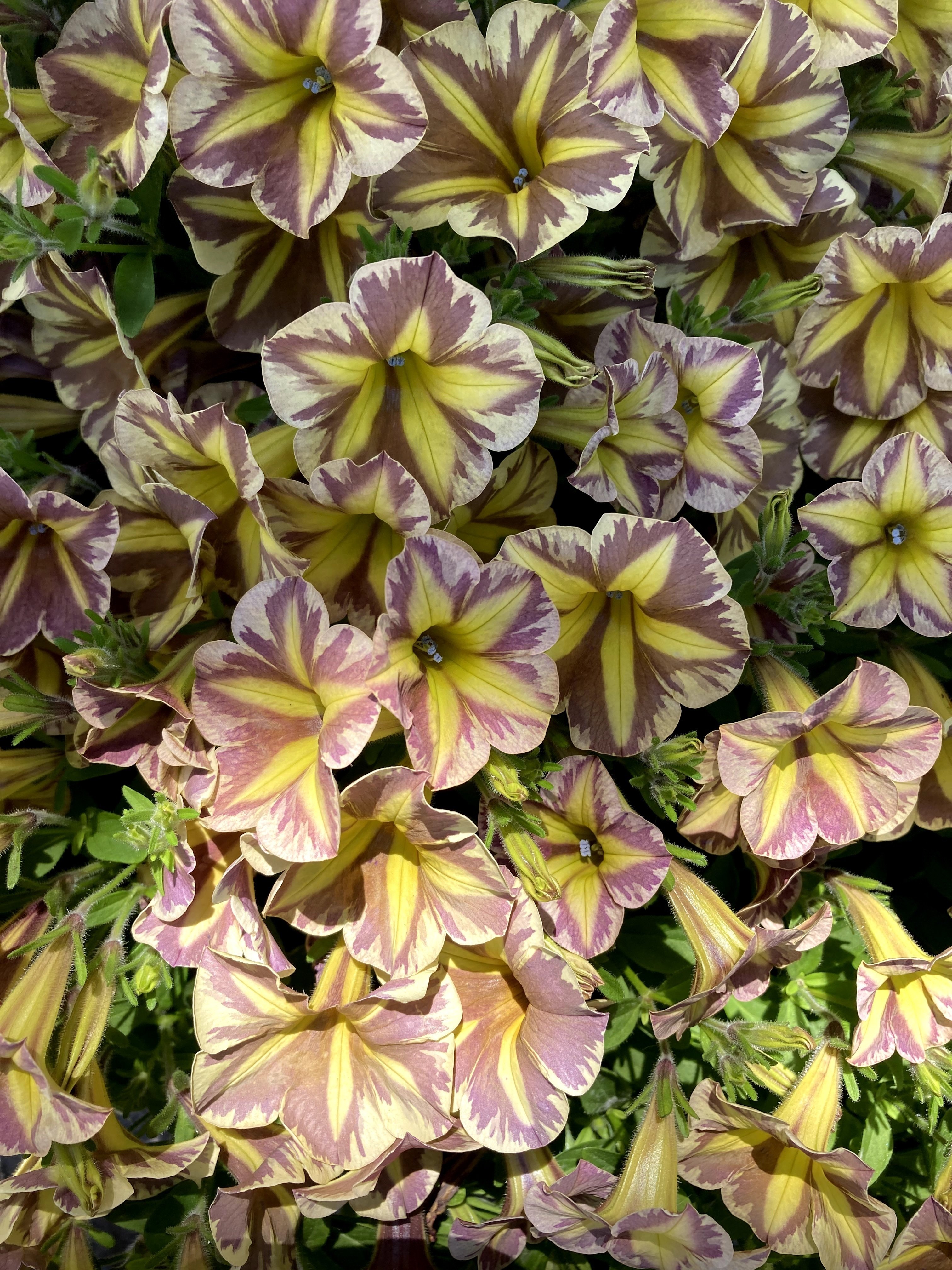 ペチュニアどれだけ種類があるのやら？｜花組庭園