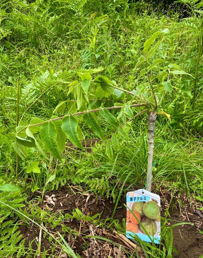 森づくりを始めました。｜Dando Mountain Farm